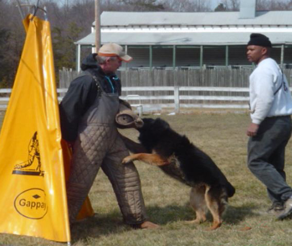 SCHUTZHUND BH Dog Training