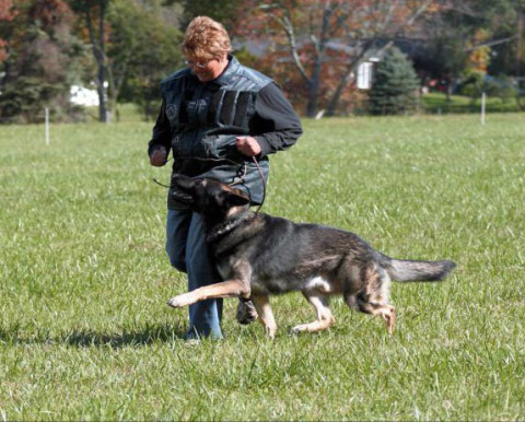 SCHUTZHUND BH Dog Training